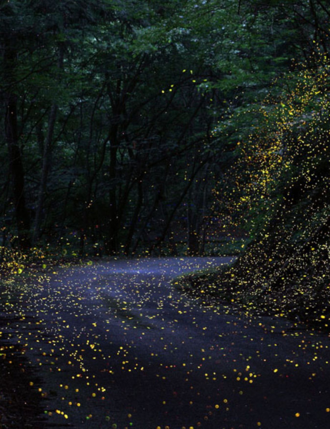 Mi Durg Veda | Fireflies Camping & Sandhan Valley Trek With Rappelling