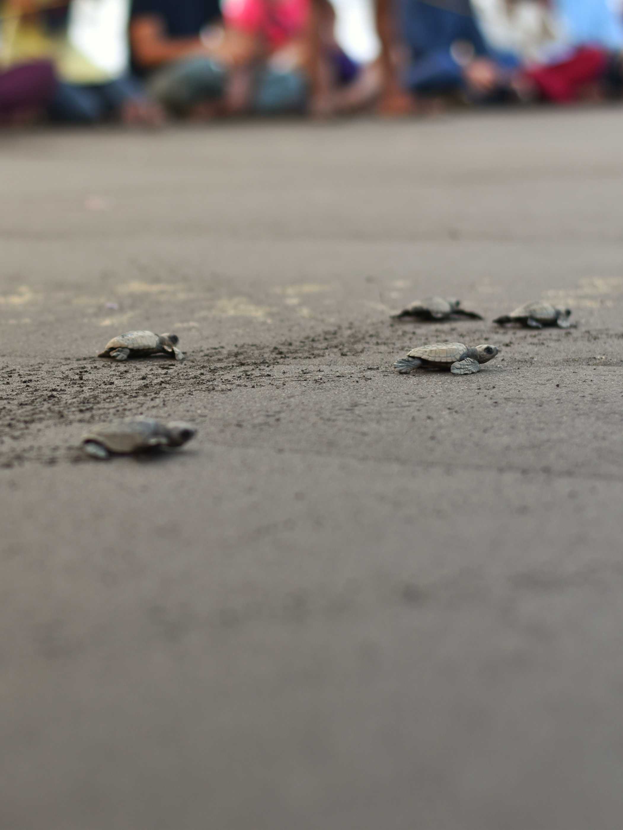 Mi Durg Veda | Velas Turtle Festival, Bankot Fort & Harihareshwar
